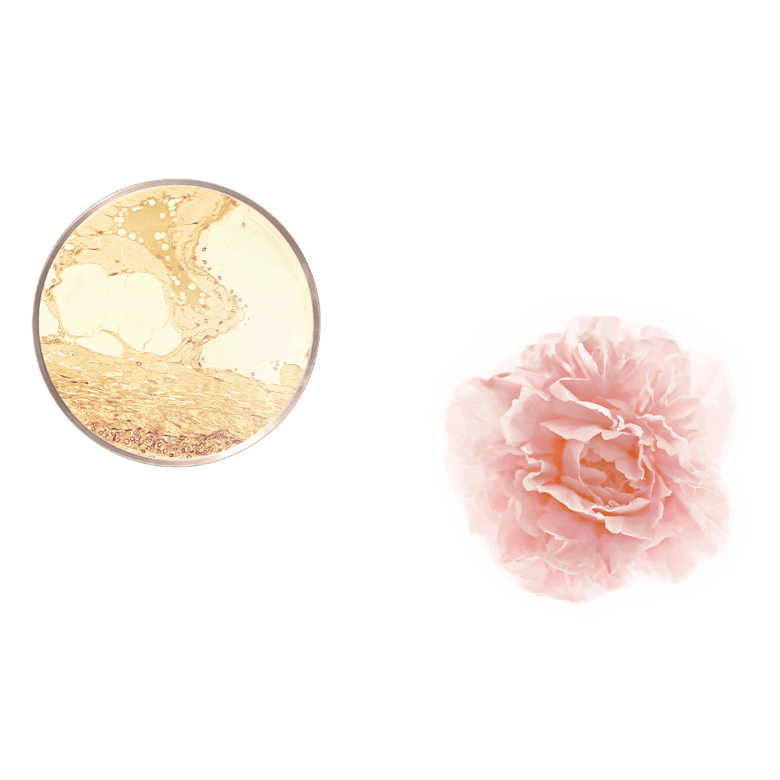 Sublime baume contour yeux Rosa centifolia - Dr Pierre Ricaud