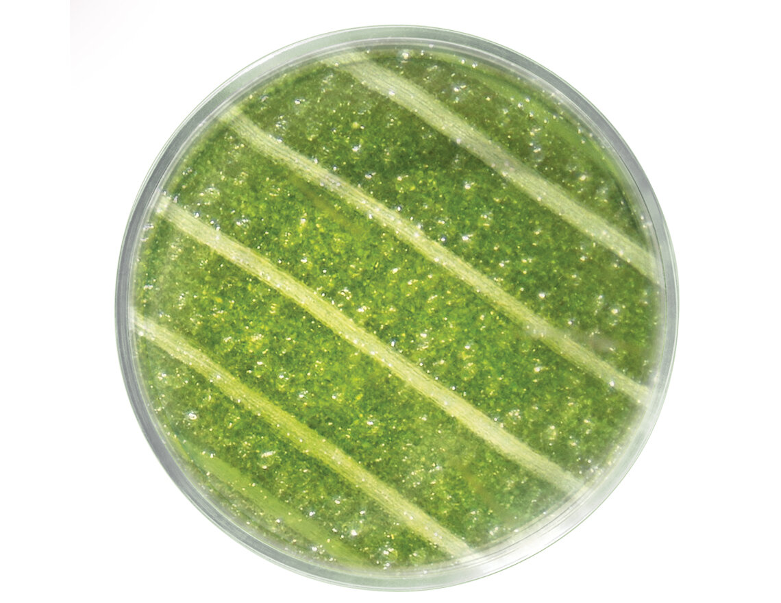 Tout savoir sur le Galanga et ses bienfaits pour la peau - Dr. Pierre Ricaud